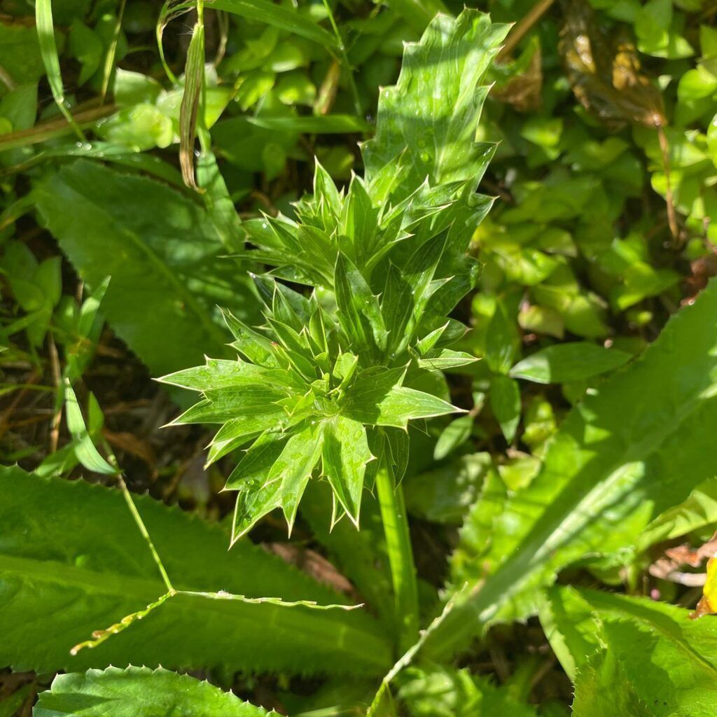 CHARDON BÉNI | 20g - Les Jardins de Nini