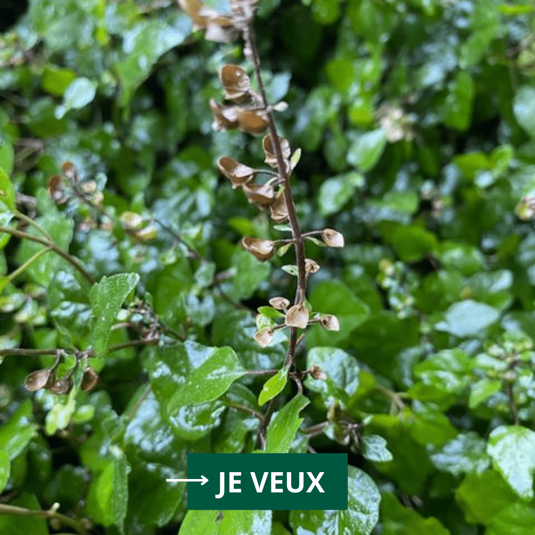 L’endométriose et les plantes du jardin créole - Les Jardins de Nini