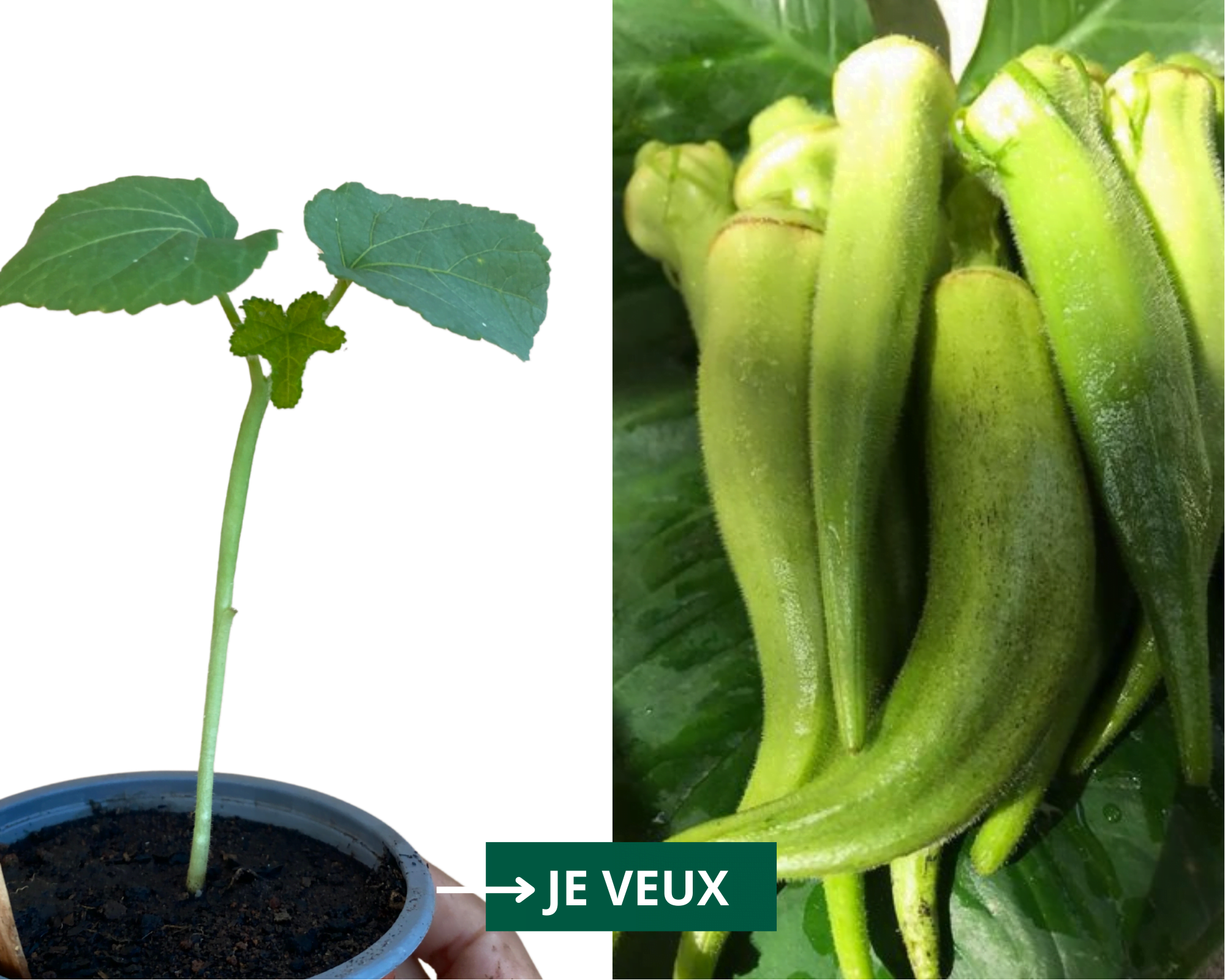 PLANT DE GOMBO - Les Jardins de Nini