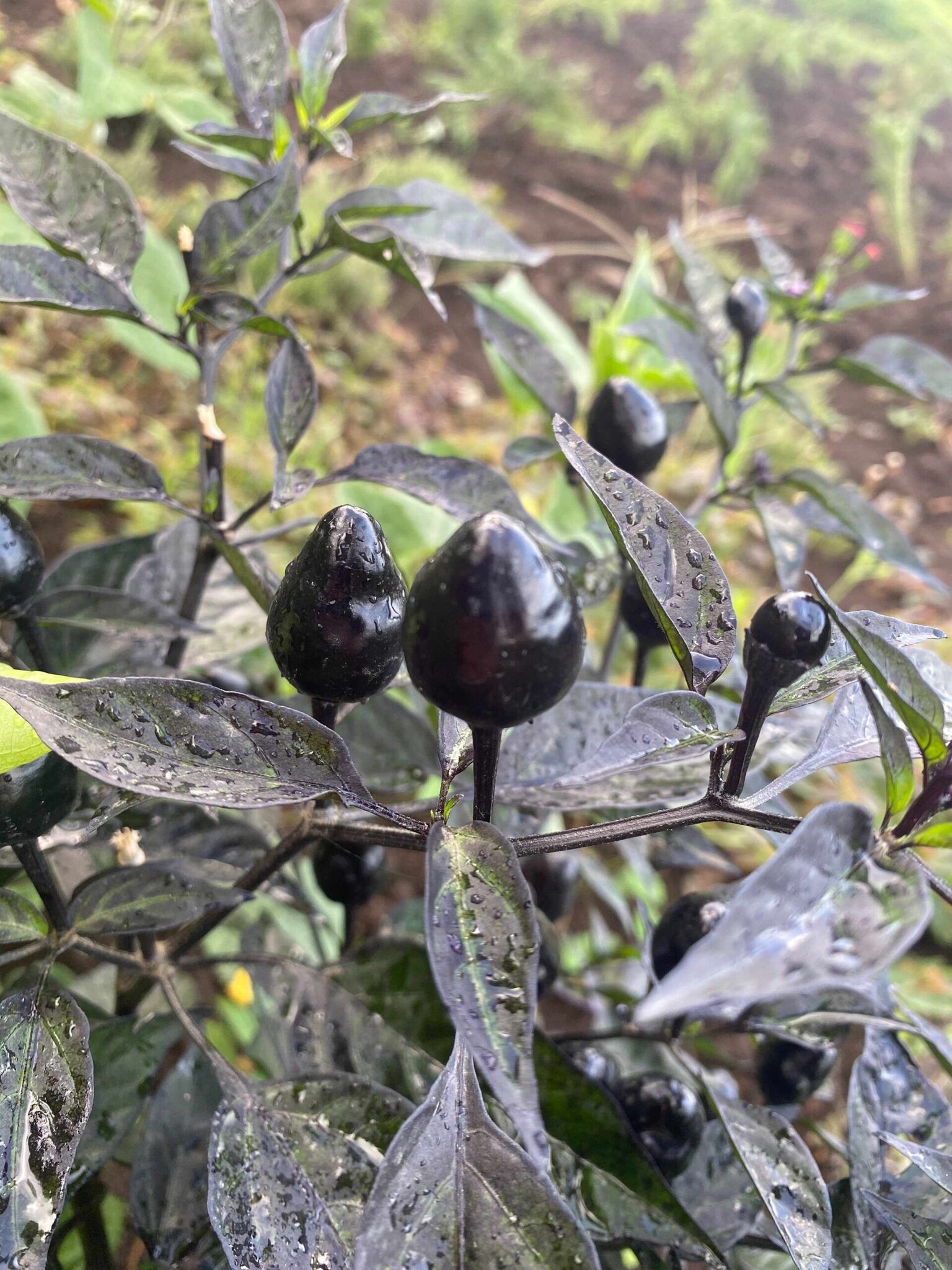 PIMENT PURPLE - Les Jardins de Nini