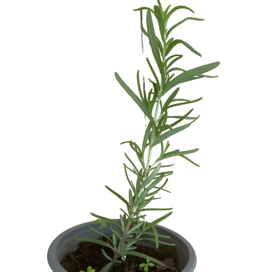 PLANT DE ROMARIN - Les Jardins de Nini