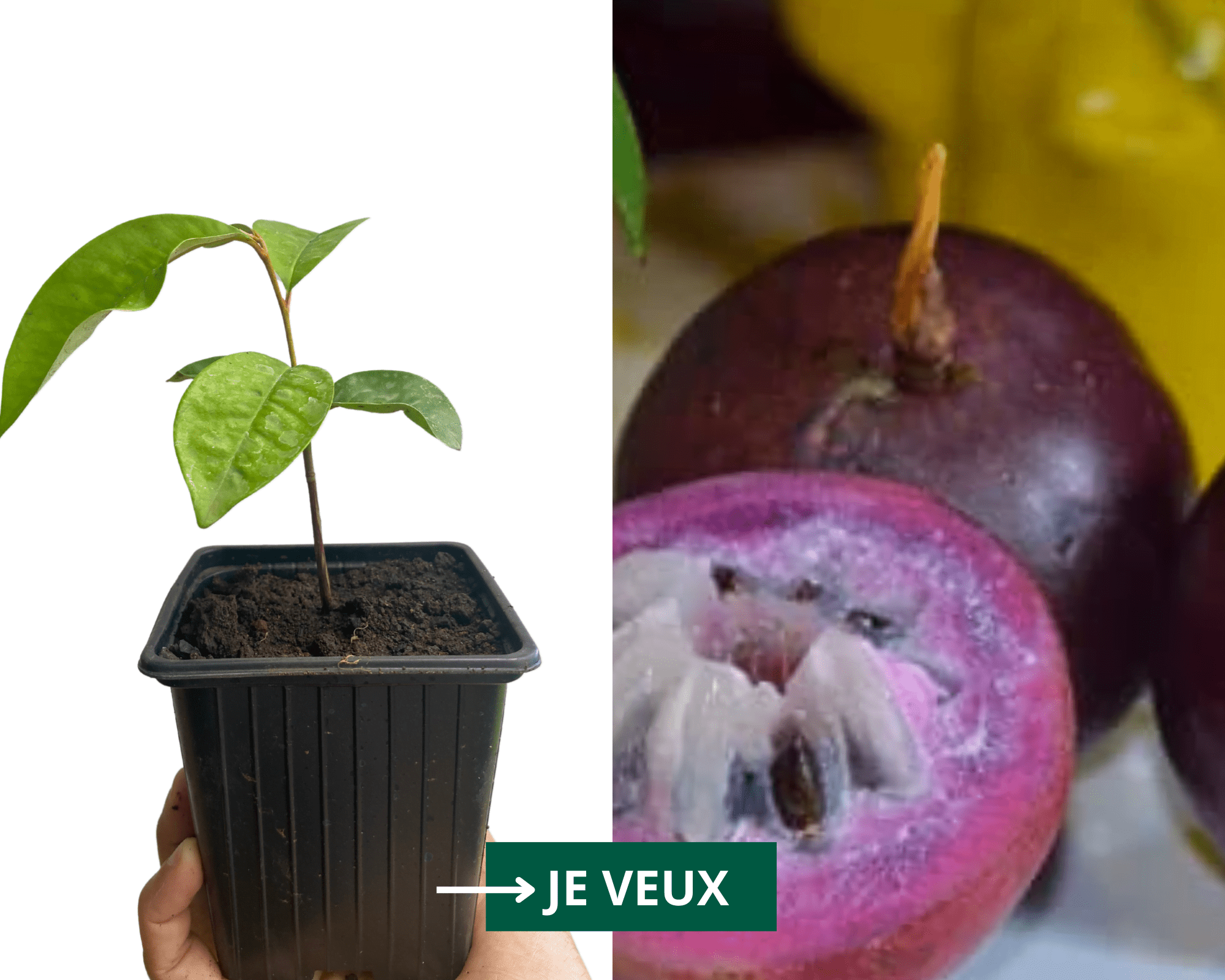 PLANT CAÏMITE - Les Jardins de Nini