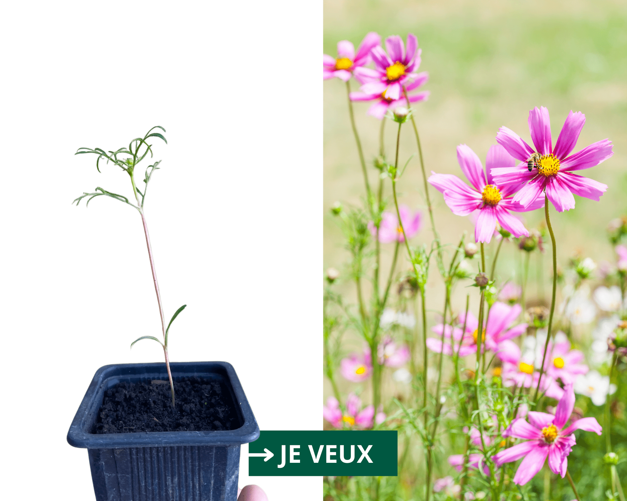 PLANT COSMOS PICOTEE - Les Jardins de Nini