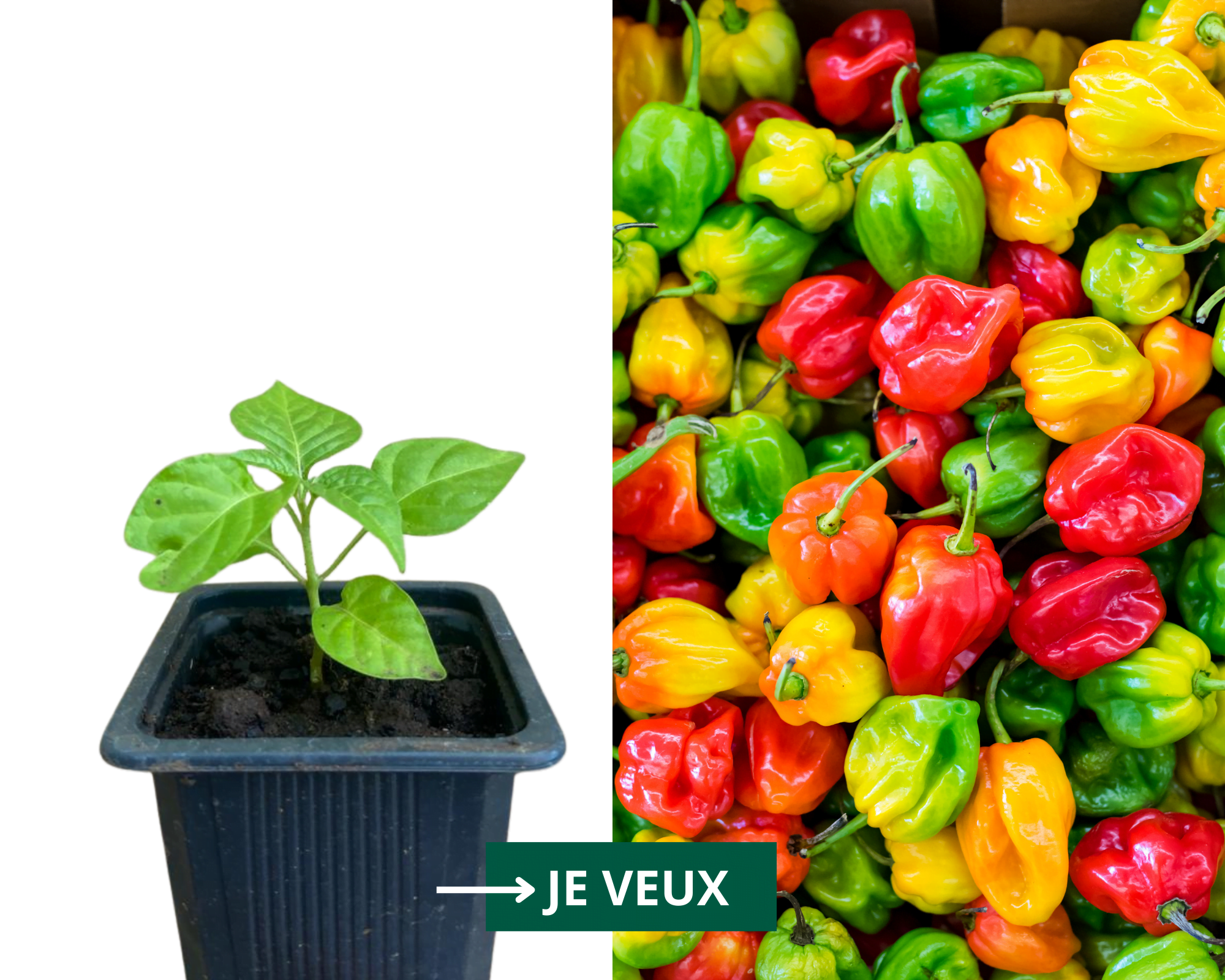 PLANT PIMENT FORT - Les Jardins de Nini