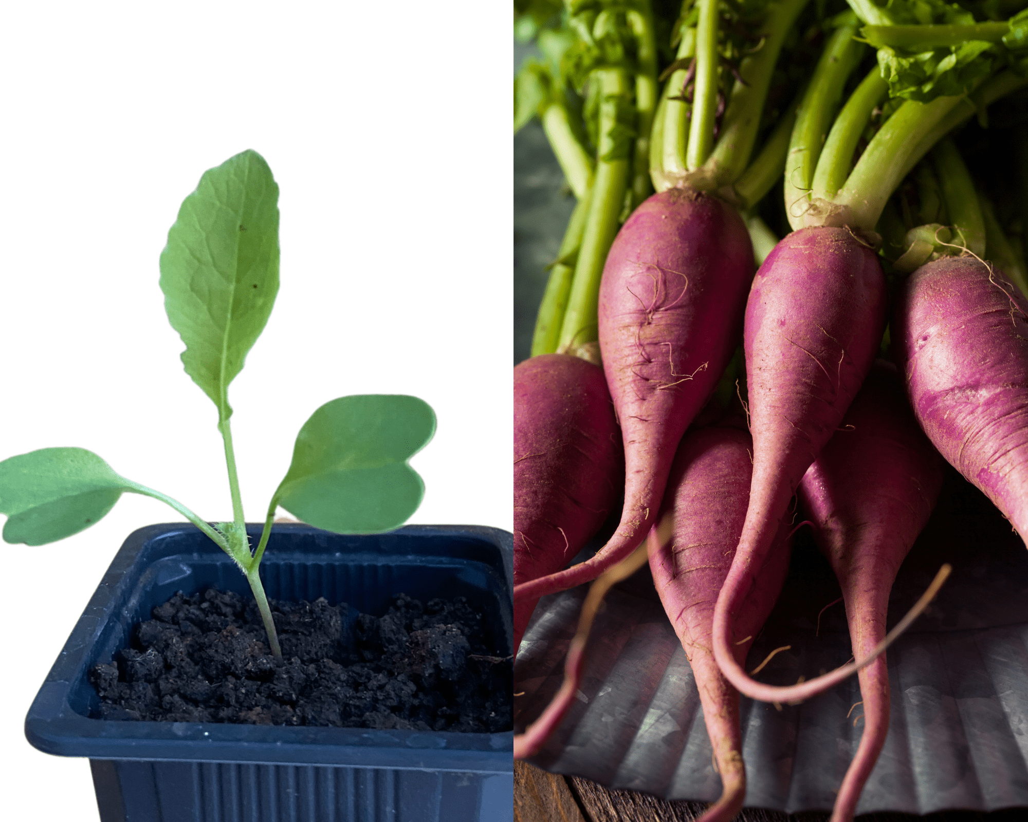 PLANT RADIS VIOLET (X2) - Les Jardins de Nini