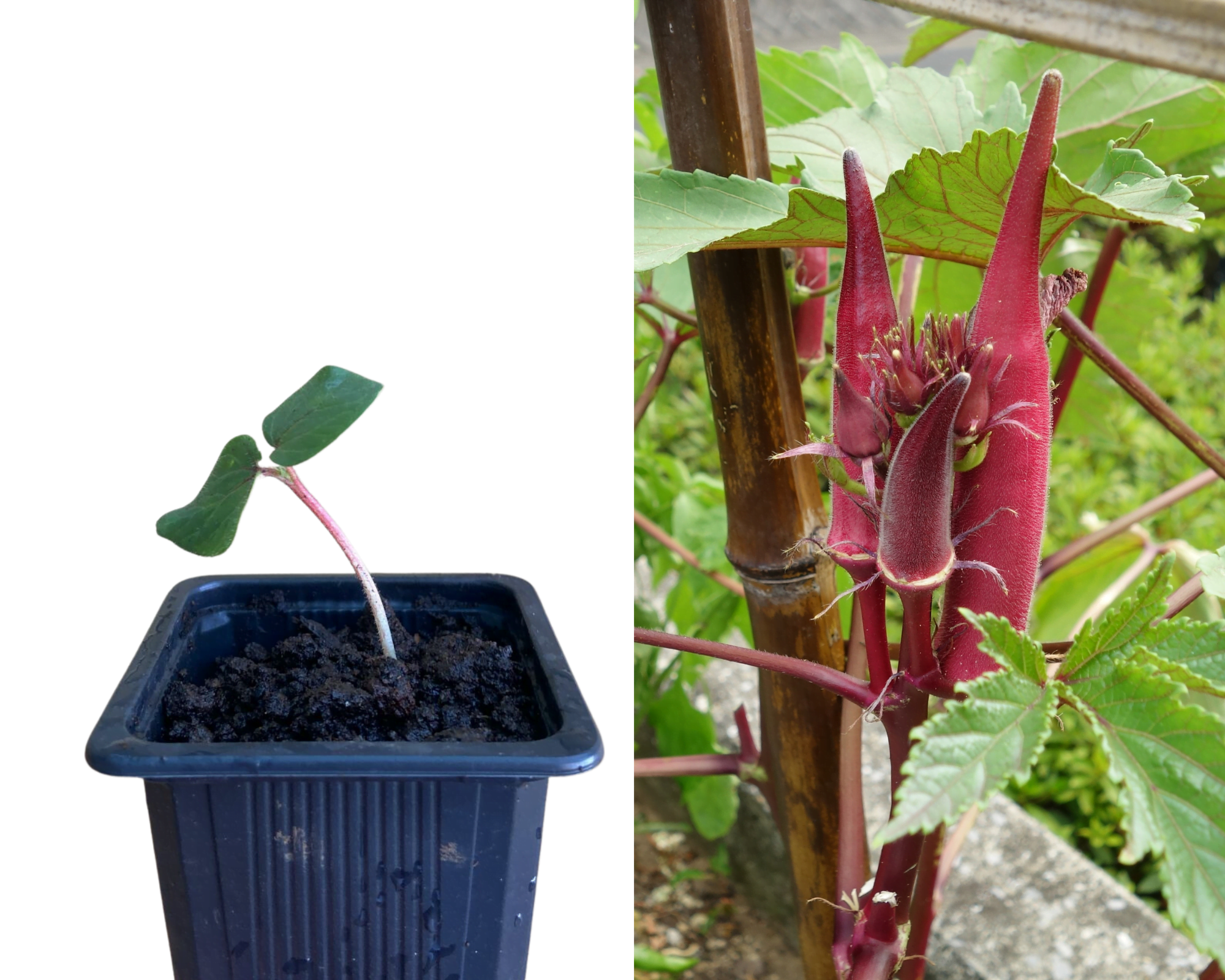 PLANT DE GOMBO ROUGE - Les Jardins de Nini