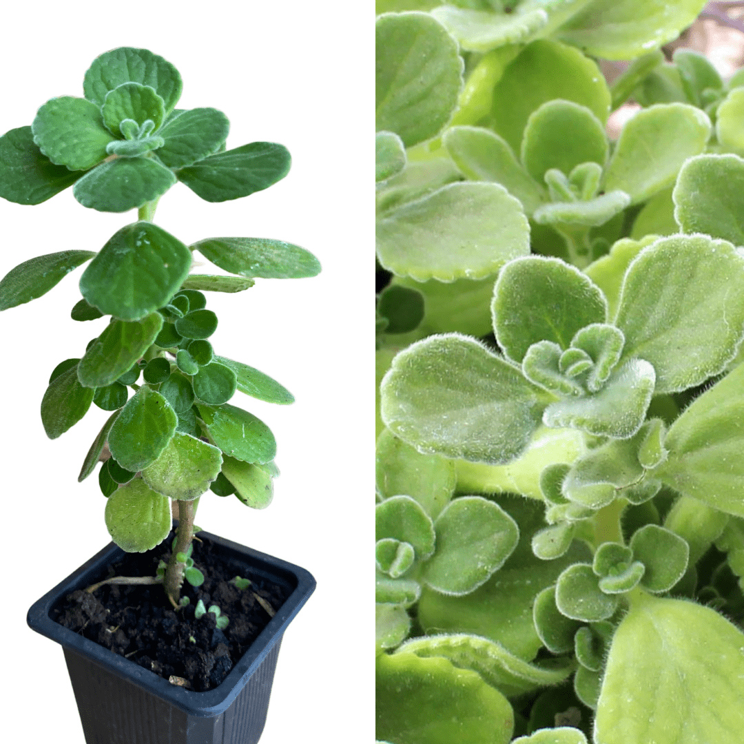 PLANT DE VICKS - Les Jardins de Nini