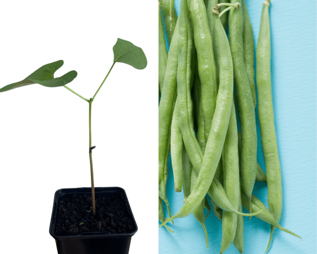 PLANT HARICOT NAIN - Les Jardins de Nini