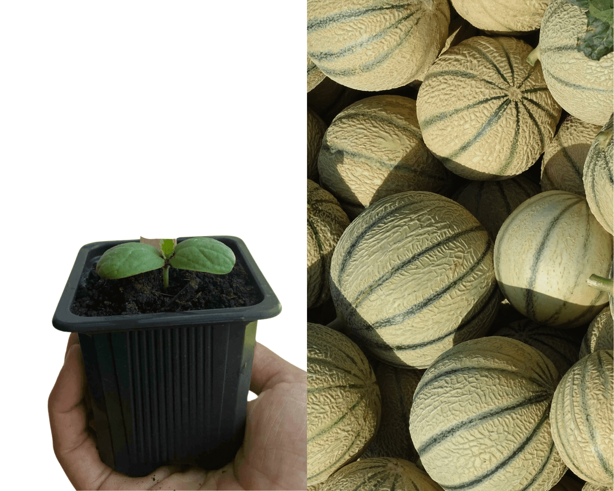 PLANT DE MELON - Les Jardins de Nini