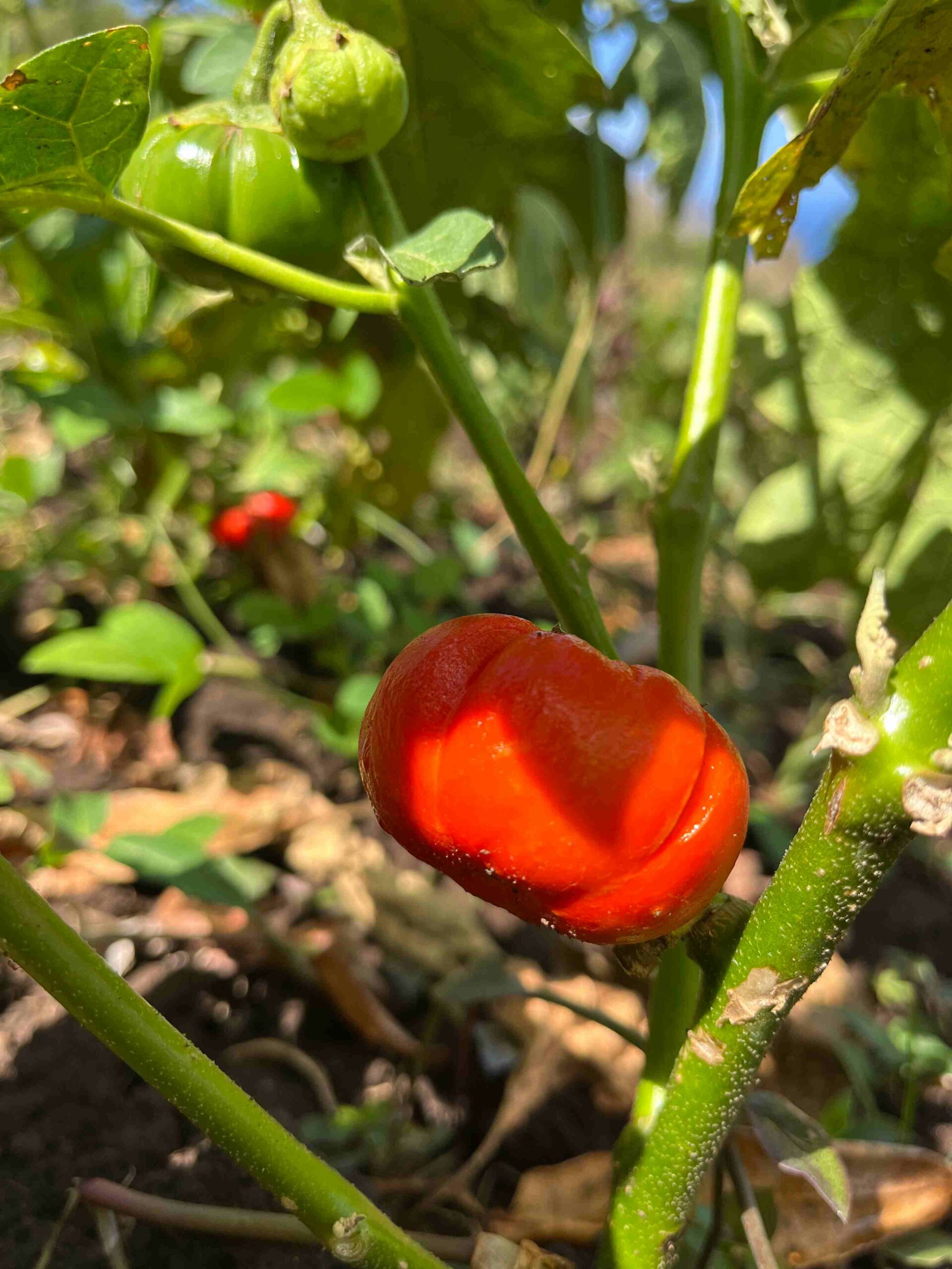 AUBERGINE AFRICAINE - Les Jardins de Nini